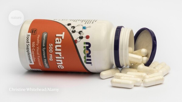 에너지 음료 타우린 성분, 노화 늦춰 수명 연장하는 “생명의 영약”으로 떠오르나?